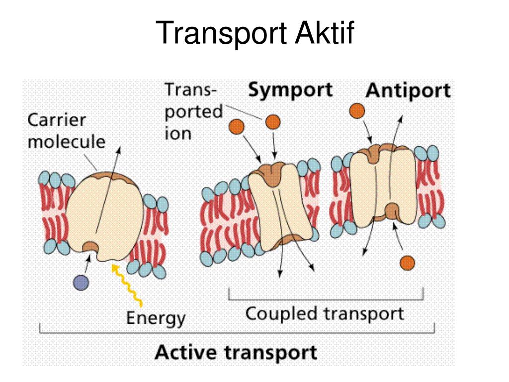 PPT - Transportasi lintas membran Reproduksi Sel PowerPoint ...
