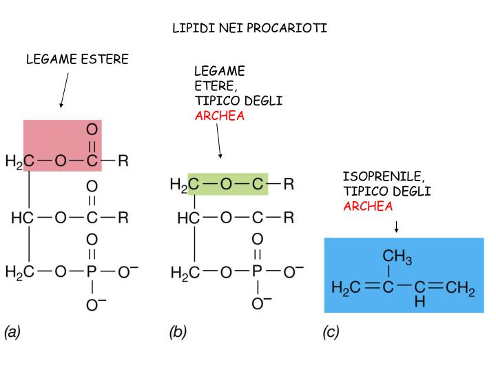 PPT - Cellula batterica PowerPoint Presentation - ID:6630354
