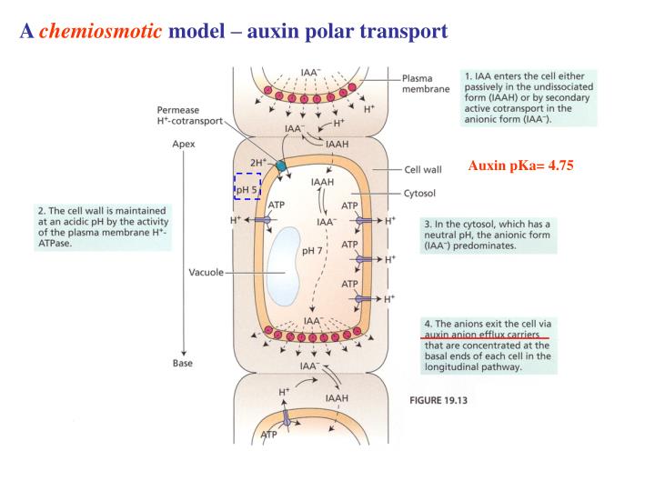 PPT - Tryptophan-independent pathways of IAA biosynthesis: PowerPoint ...