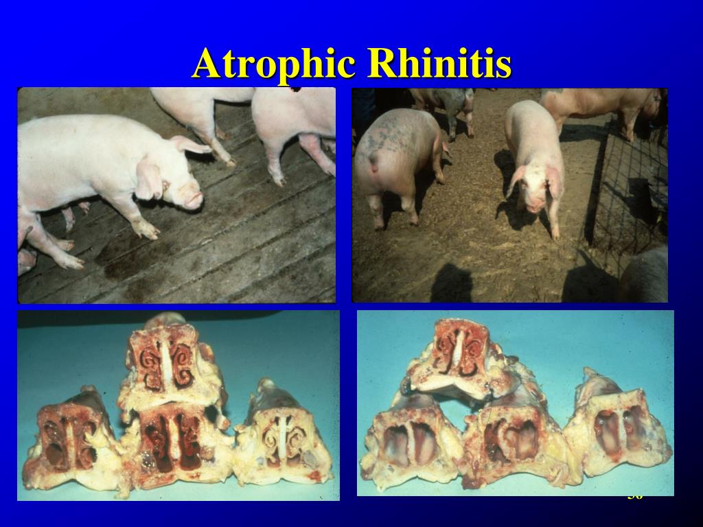 PPT - VDPAM 445 Swine Topics Respiratory Disease Control PowerPoint ...