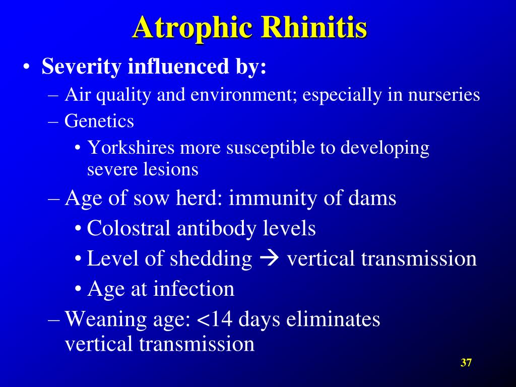 PPT - VDPAM 445 Swine Topics Respiratory Disease Control PowerPoint ...