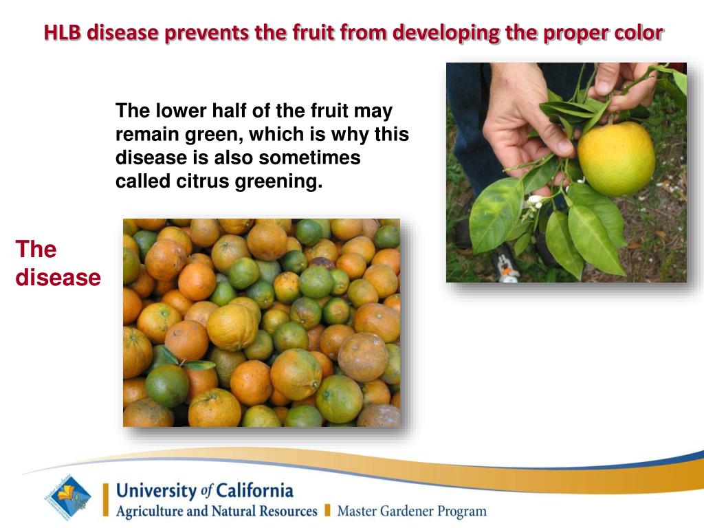 PPT - Asian Citrus Psyllid and the Citrus Disease Huanglongbing ...