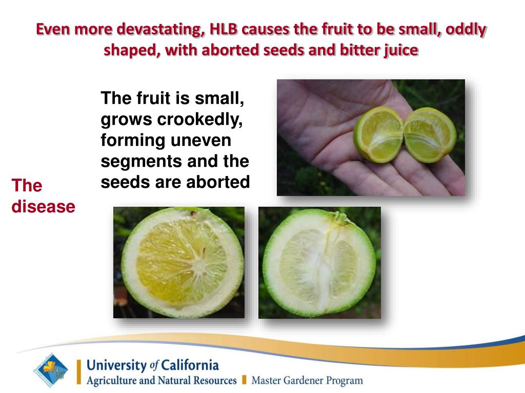 PPT - Asian Citrus Psyllid and the Citrus Disease Huanglongbing ...