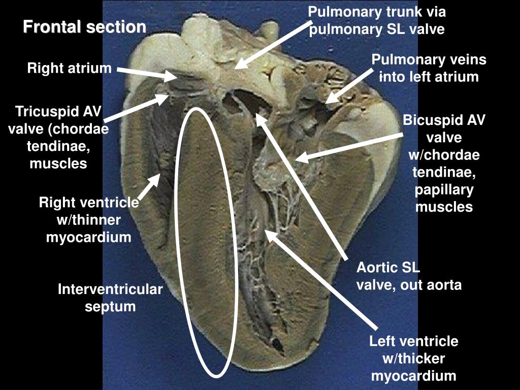 Gwc Maricopa Muscle Anatomy Gwc Maricopa Muscle Anatomy