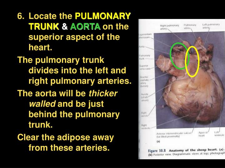 PPT - Sheep Heart Dissection PowerPoint Presentation - ID:6636489