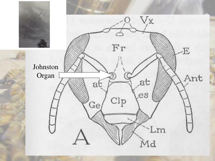 PPT - Honey bee biology PowerPoint Presentation - ID:6636625