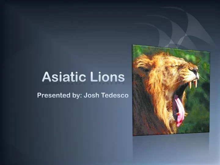 PPT - Asiatic Lions PowerPoint Presentation, free download - ID:6637530