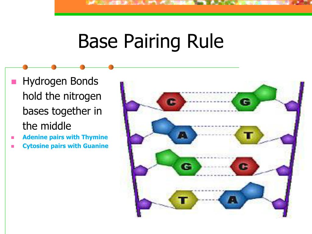 PPT DNA RNA And Protein Synthesis PowerPoint Presentation Free