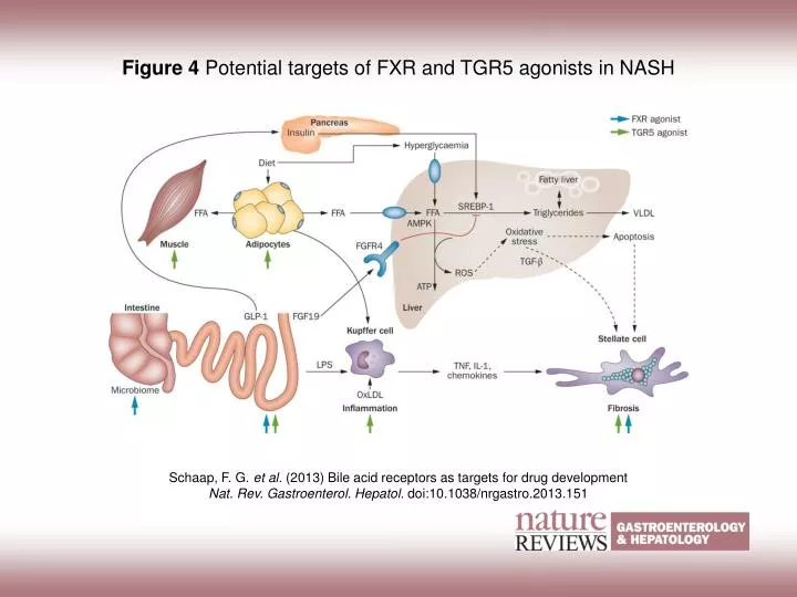 PPT - Figure 4 Potential targets of FXR and TGR5 agonists in NASH ...
