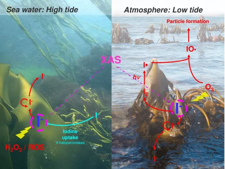 PPT - Sea water: High tide PowerPoint Presentation, free download - ID ...
