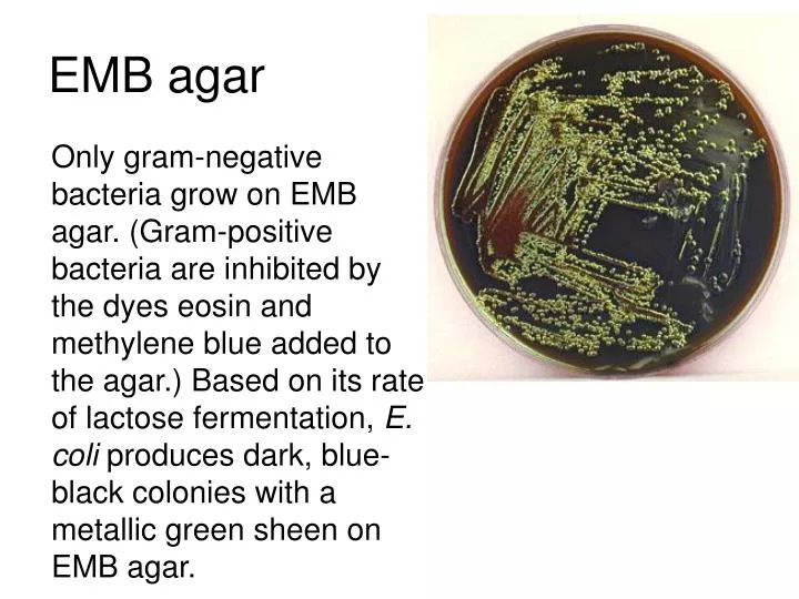 PPT - EMB agar PowerPoint Presentation, free download - ID:6641071
