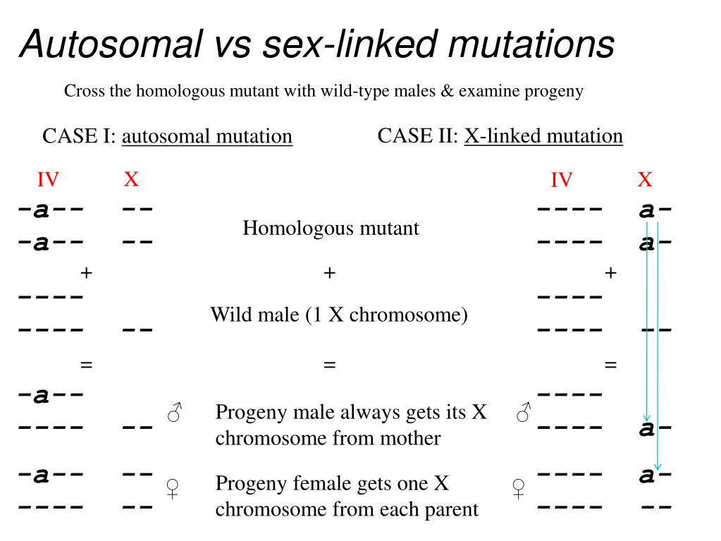Ppt Caenorhabditis Elegans Powerpoint Presentation Free Download