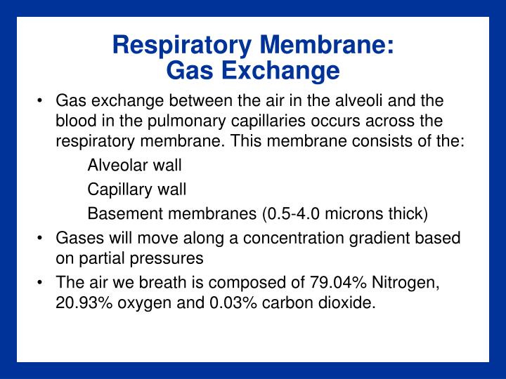 PPT - The Respiratory System and Its Regulation PowerPoint Presentation ...