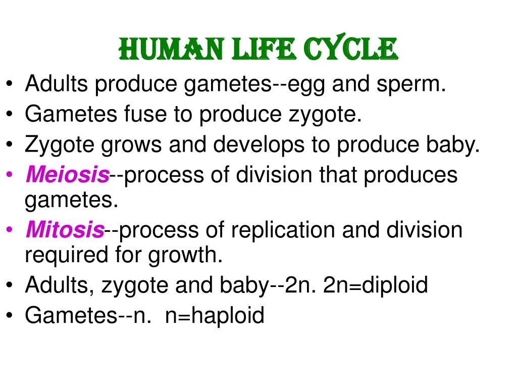 PPT - DNA Structure, Replication, and Inheritance in Genetics ...