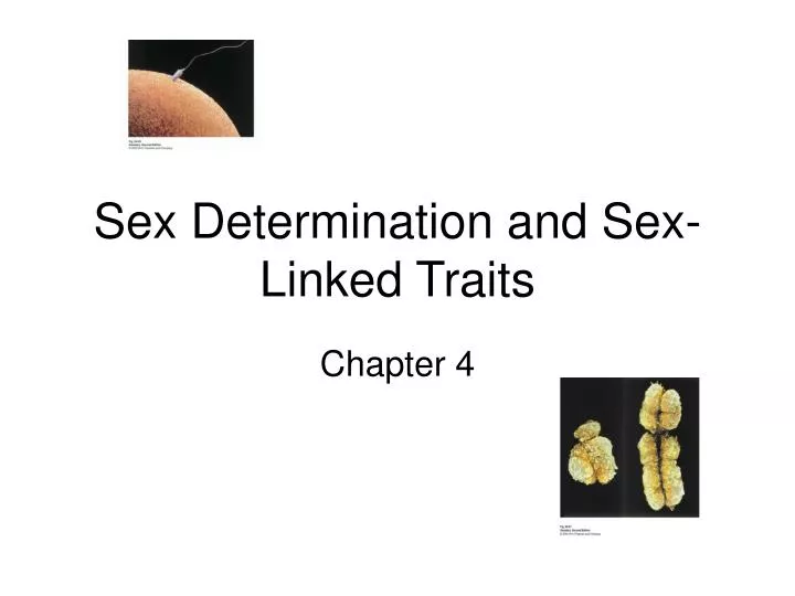 Ppt Sex Determination And Sex Linked Traits Powerpoint Presentation