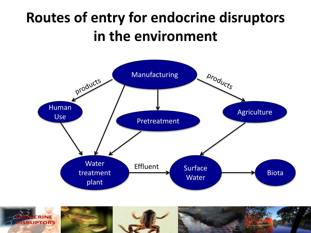 Ppt Endocrine Disrupting Effects Observed In The Environment