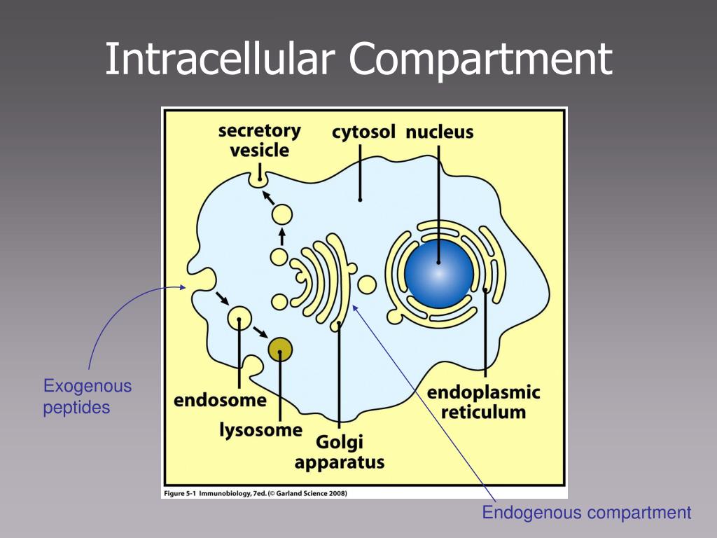 PPT - MICR 304 Immunology & Serology PowerPoint Presentation, free ...