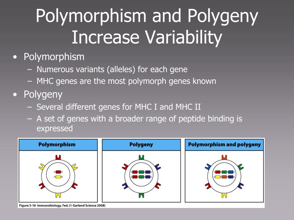 PPT - MICR 304 Immunology & Serology PowerPoint Presentation, free ...