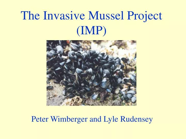 PPT - The Invasive Mussel Project (IMP) PowerPoint Presentation, free ...