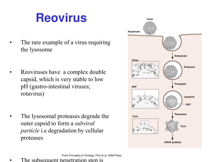 PPT - Virus Attachment, Entry and Uncoating PowerPoint Presentation ...