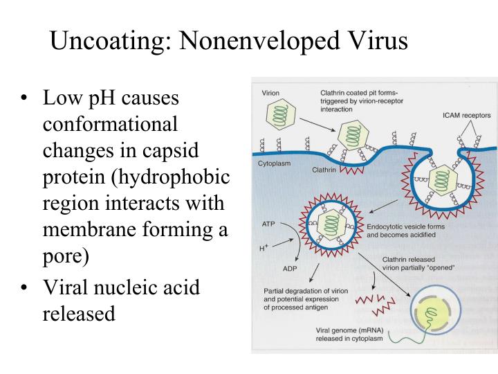 PPT - Virus Attachment, Entry and Uncoating PowerPoint Presentation ...