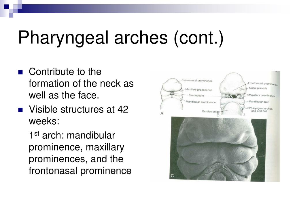 PPT - Anatomy and Embryology of the Pharynx PowerPoint Presentation ...