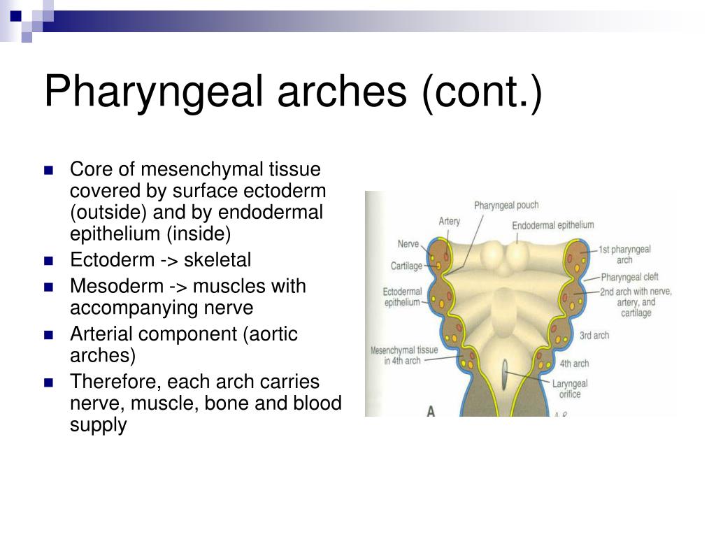 PPT - Anatomy and Embryology of the Pharynx PowerPoint Presentation ...