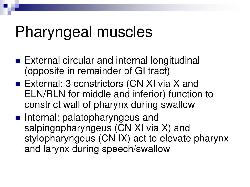 PPT - Anatomy and Embryology of the Pharynx PowerPoint Presentation ...