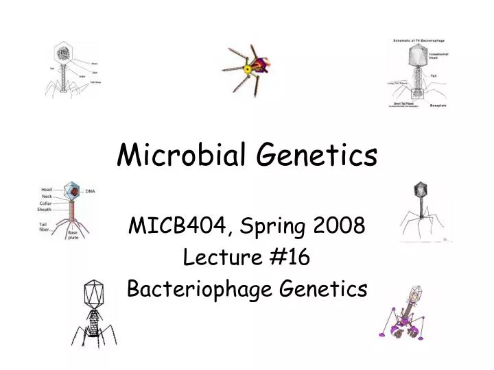 PPT - Microbial Genetics PowerPoint Presentation, free download - ID ...