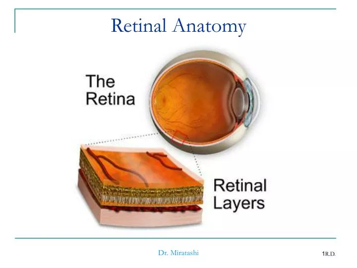 PPT - Retinal Anatomy PowerPoint Presentation, free download - ID:6651353