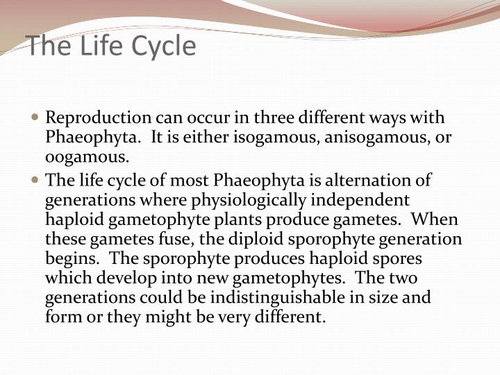 PPT - Phaeophyta Brown algae, Kelp, and Seaweeds – Protista Lauren Ord ...