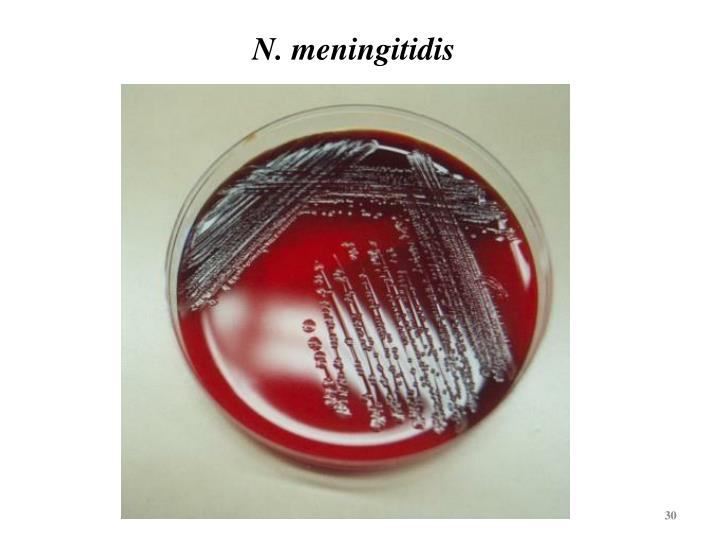 PPT - Neisseria and Moraxella Meningitis, septicaemia, gonorrhoea ...