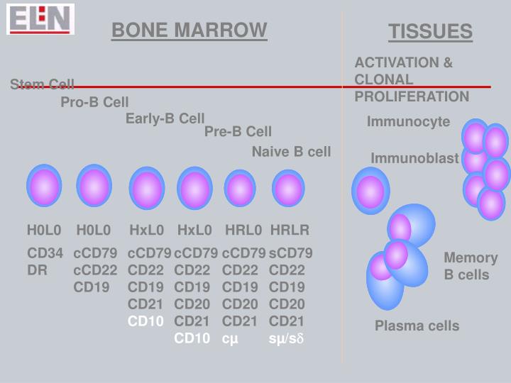 PPT - Immunophenotyping PowerPoint Presentation - ID:6653001