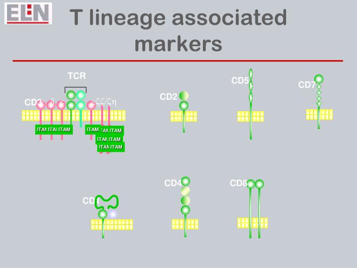 PPT - Immunophenotyping PowerPoint Presentation - ID:6653001
