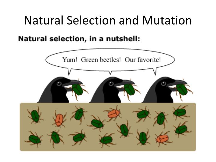 PPT - Chapter 22: Descent with Modification PowerPoint Presentation ...