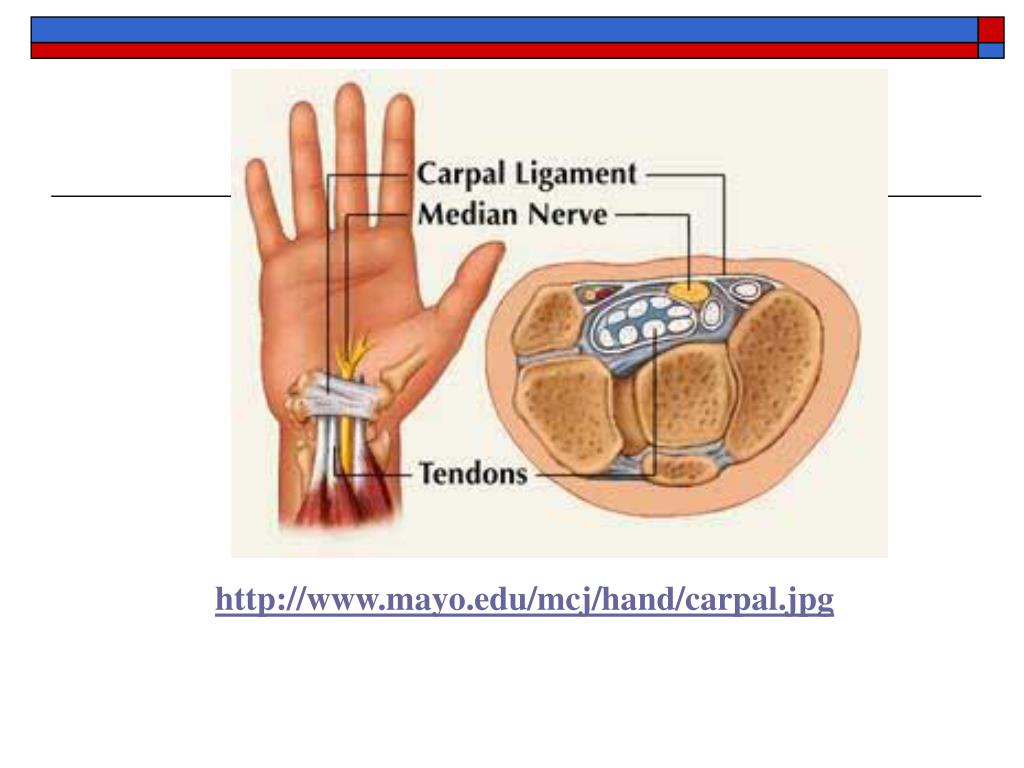 PPT - Wrist/Hand Anatomy PowerPoint Presentation, free download - ID ...