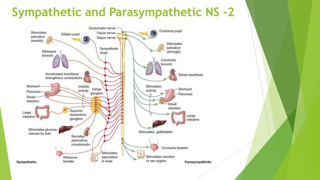 PPT - Advantages & Disadvantages of Therapeutic Approaches to Anxiety ...