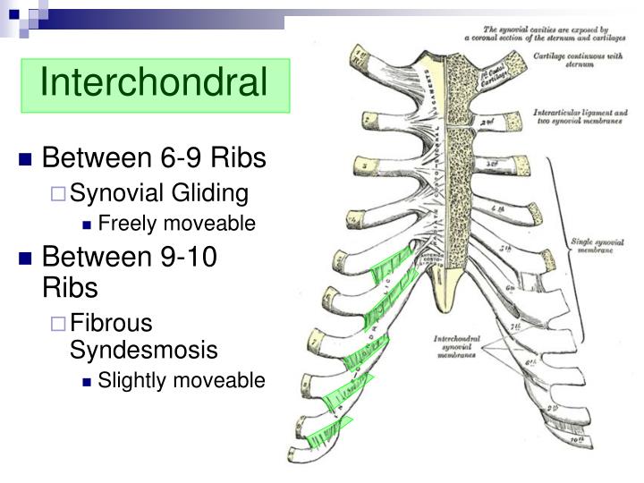 PPT - Bony Thorax PowerPoint Presentation - ID:6654164