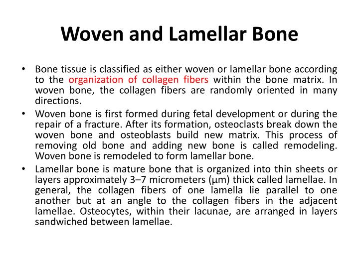 PPT - Bone Histology & Few Notes about Bone Biomechanics PowerPoint ...