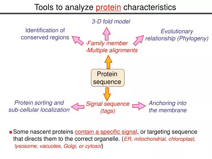 PPT - Tools to analyze protein characteristics PowerPoint Presentation ...