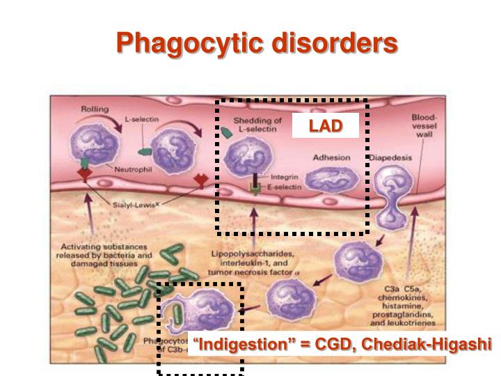 PPT - Primary Immunodeficiencies PowerPoint Presentation - ID:6656010