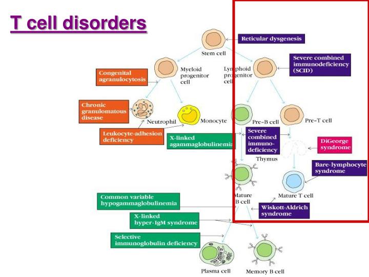 PPT - Primary Immunodeficiencies PowerPoint Presentation - ID:6656010
