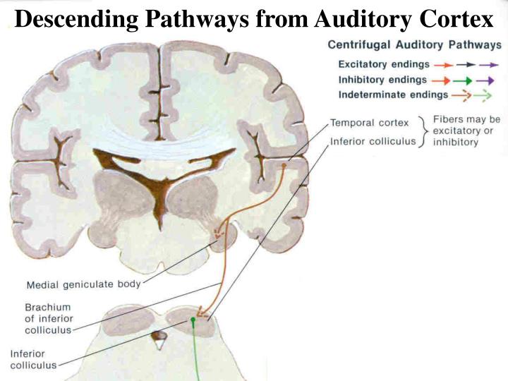 PPT - The Auditory Nervous System PowerPoint Presentation - ID:6659277