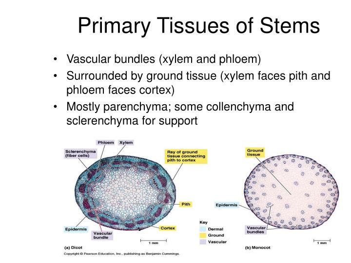 PPT - collenchyma PowerPoint Presentation - ID:6659438