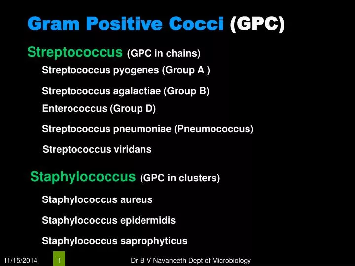 PPT - Gram Positive Cocci (GPC) PowerPoint Presentation, free download ...