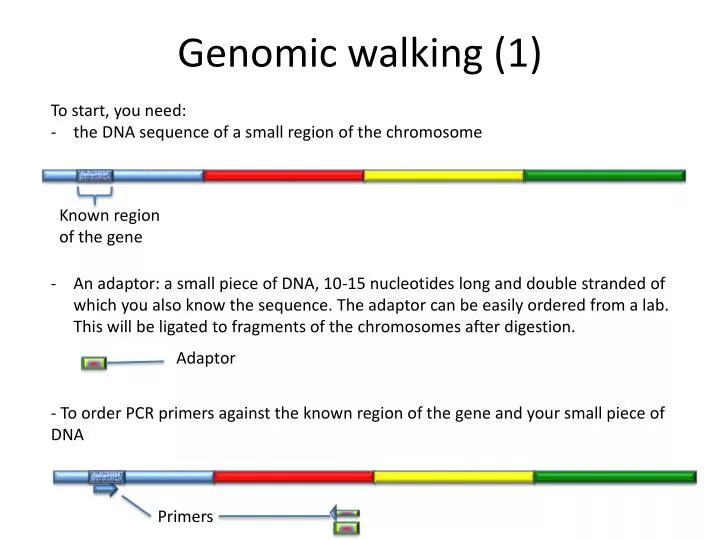 PPT - Genomic walking (1) PowerPoint Presentation, free download - ID ...