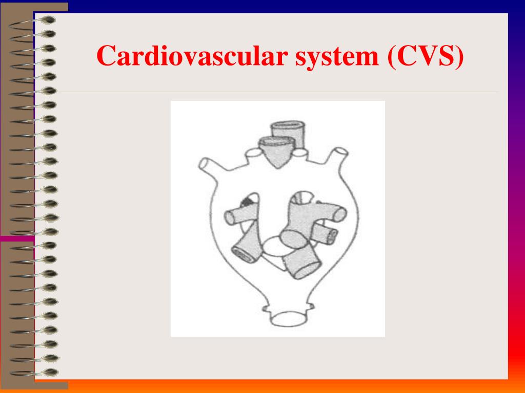 PPT - Bacterial Infection of Cardiovascular system PowerPoint ...