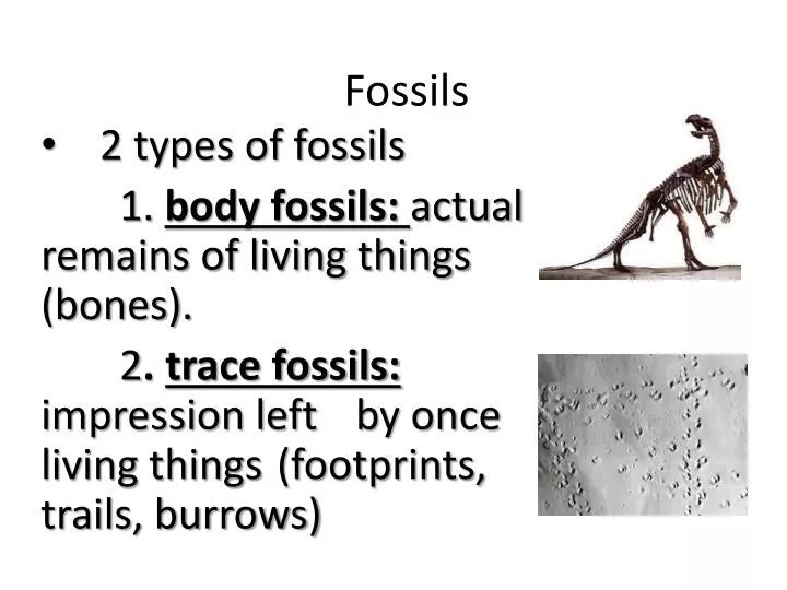 PPT - Fossils PowerPoint Presentation, free download - ID:6663167