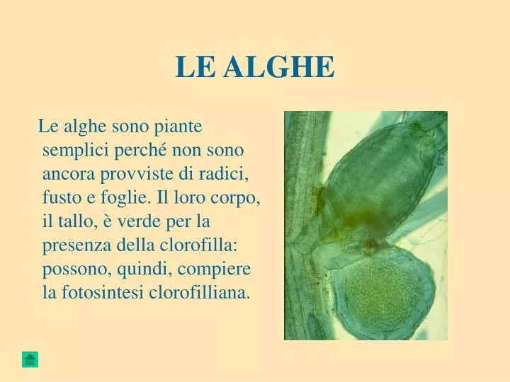 PPT - LE ALGHE PowerPoint Presentation, free download - ID:6664020