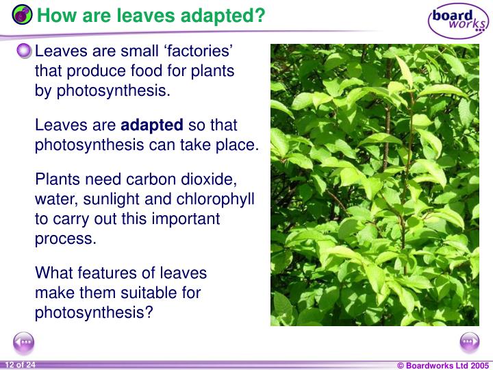 PPT - KS3 Biology PowerPoint Presentation - ID:6664156